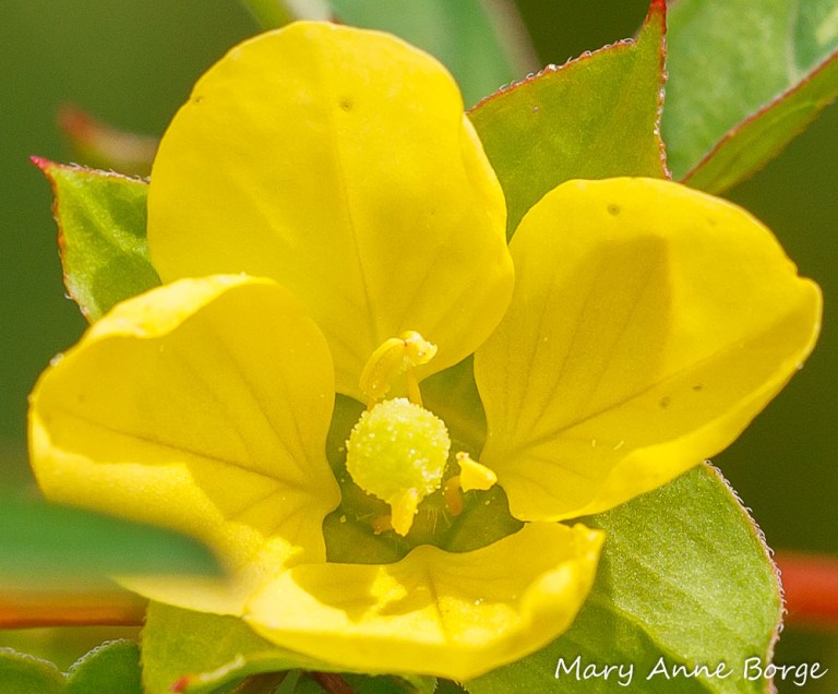 The Artistry of Seedbox | The Natural Web