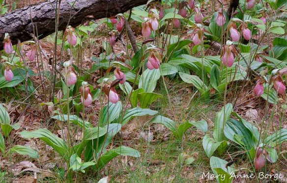 Pink Lady’s Slipper – So lovely, so deceptive! | The Natural Web