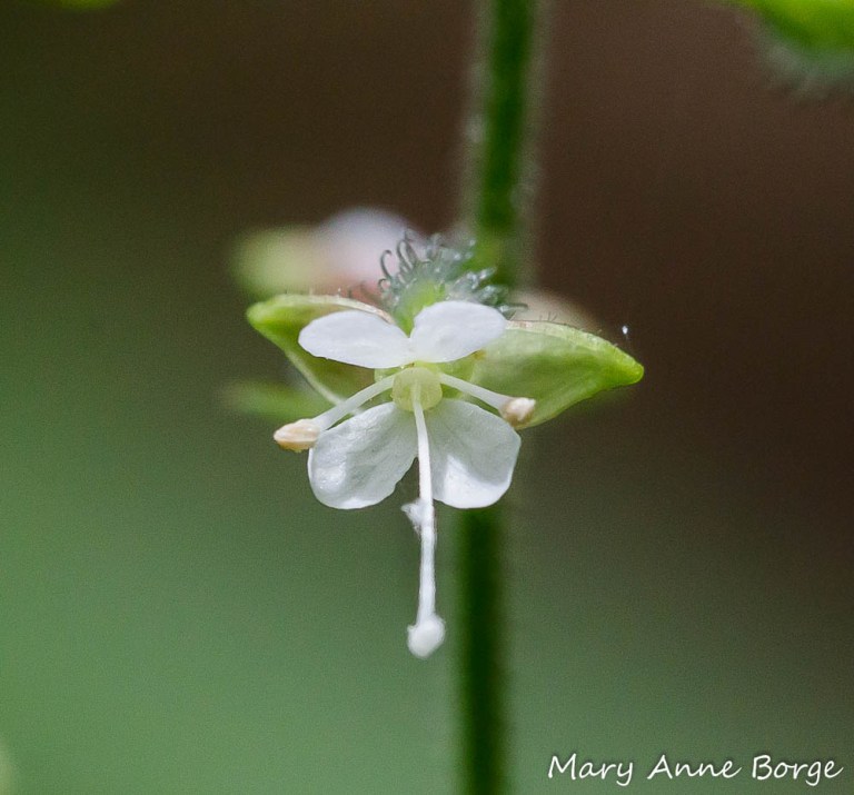 Enchanter’s Nightshade | The Natural Web