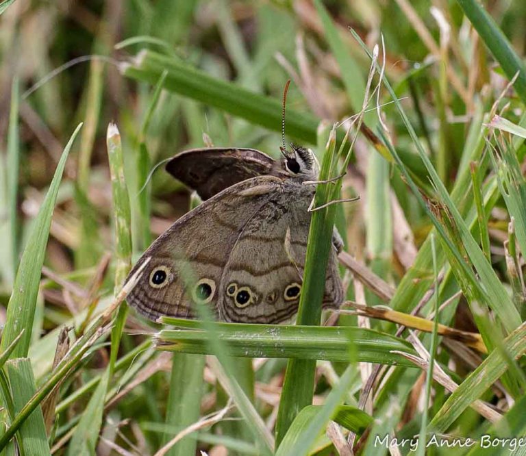The Natural Web | Exploring Nature's Connections